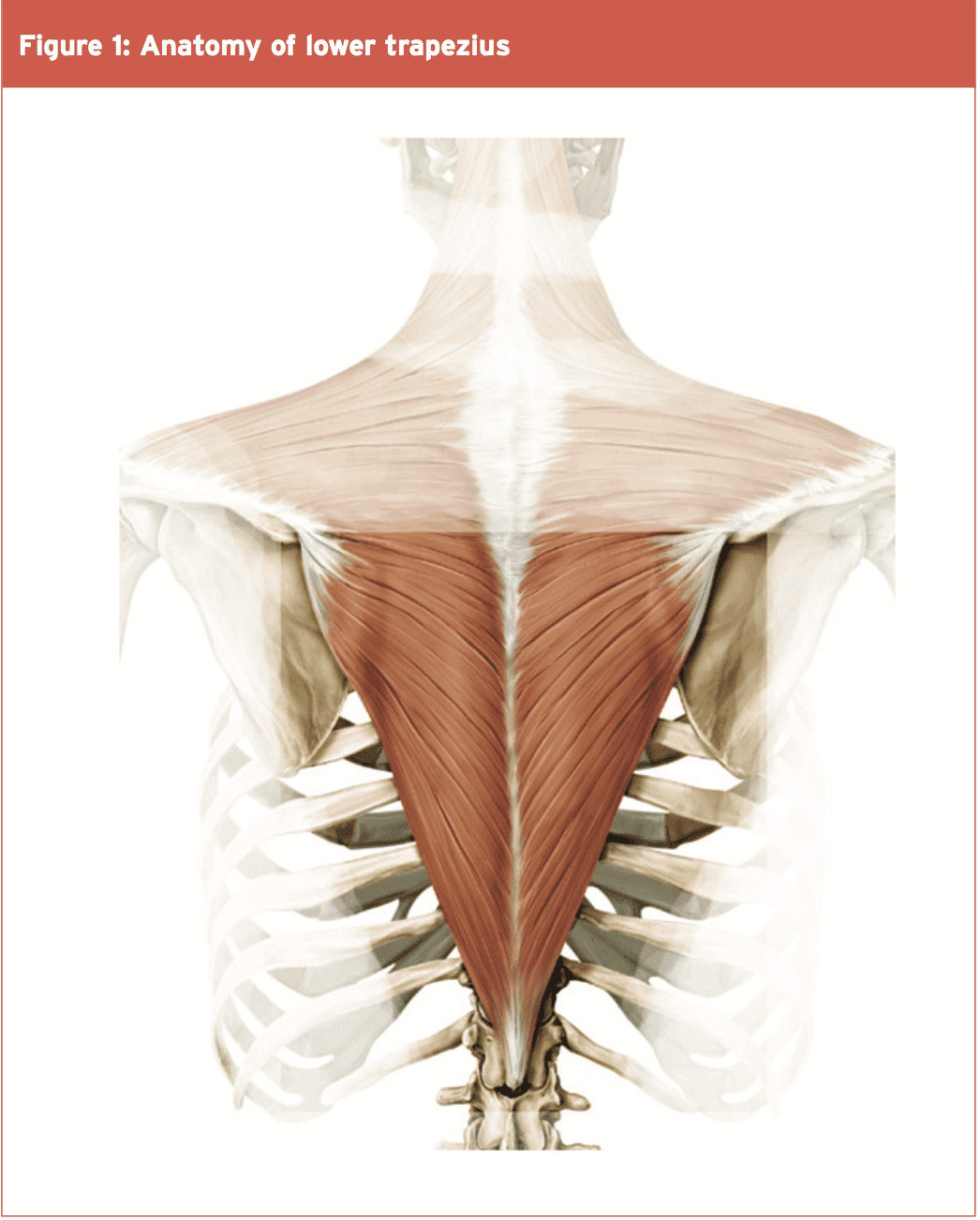 Lower Trapezius: Scapula Control
