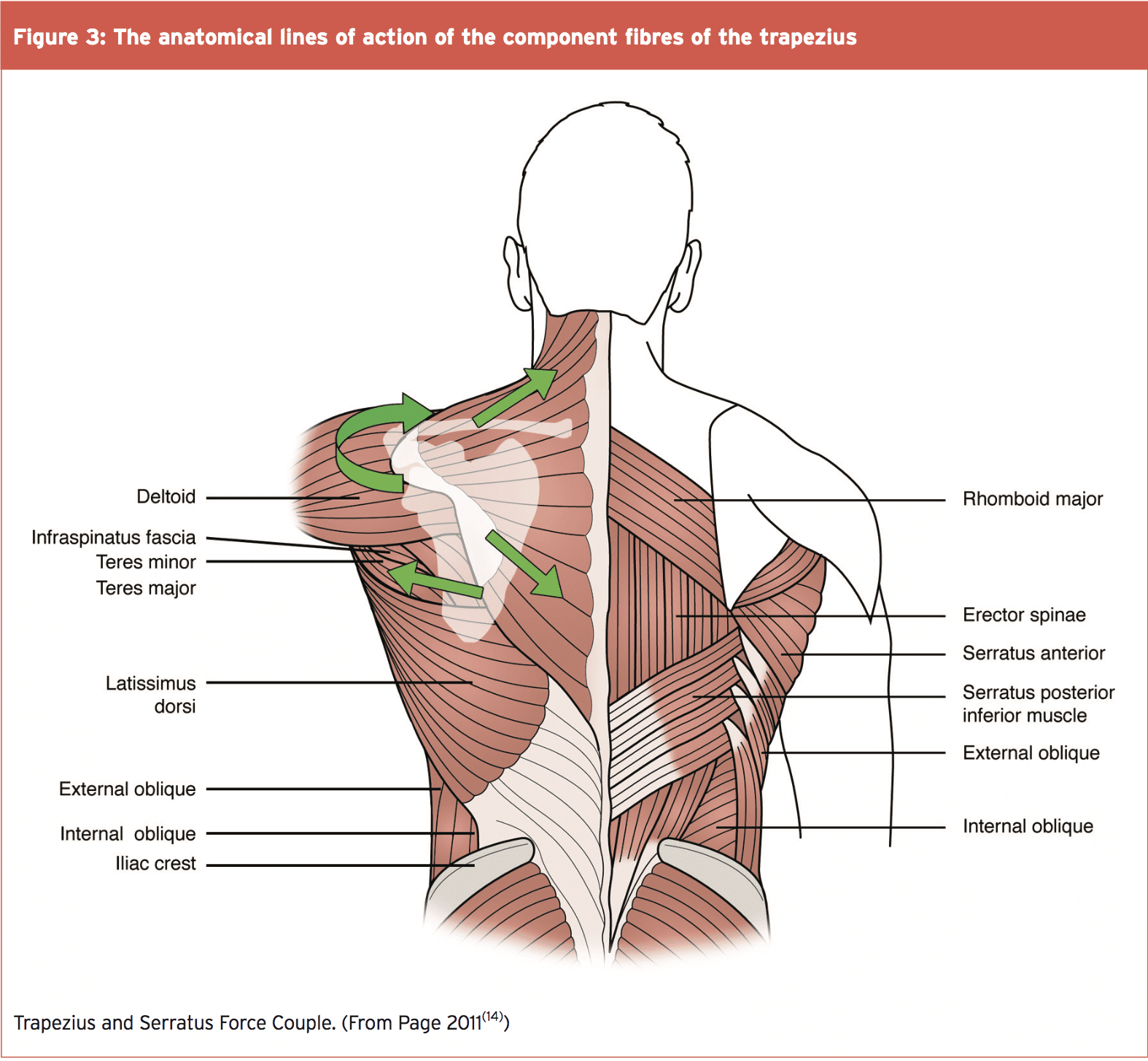 Lower Trapezius: Scapula Control
